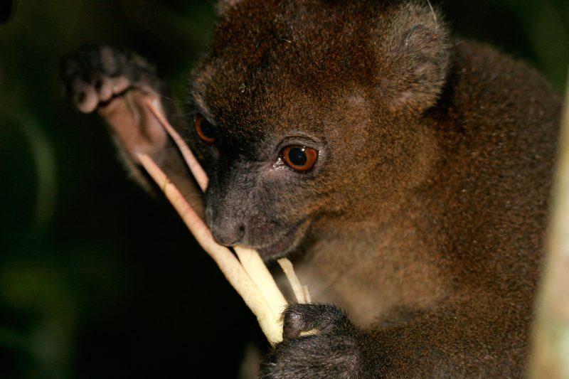 The Search for Madagascar’s Elusive Waterfall: A Journey Through ...