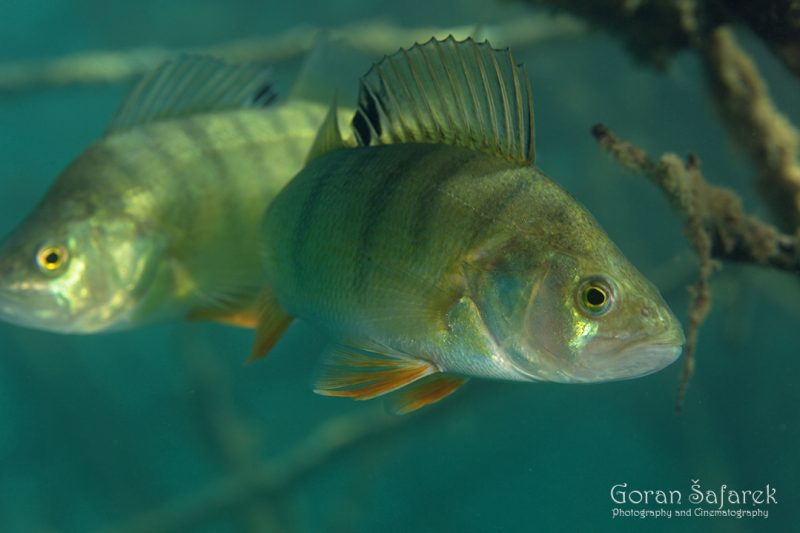 Gallery: Underwater world of European backwaters - World Rivers