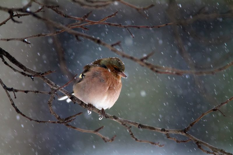 Small birds in winter - World Rivers