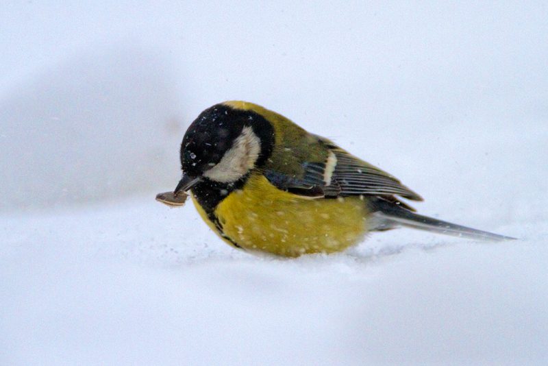 Small birds in winter - World Rivers