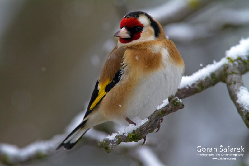 Small birds in winter - World Rivers