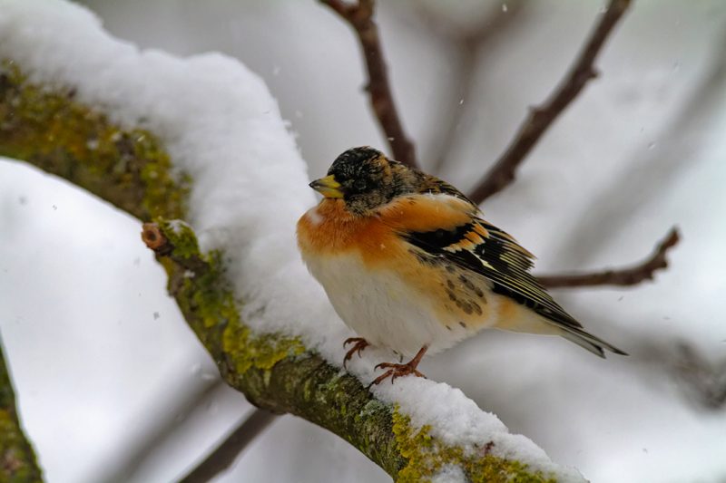 Small birds in winter - World Rivers