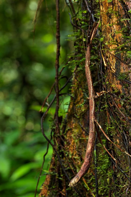 Majestic Mulu: Unveiling the Enchanting Wonders of Malaysia’s National ...